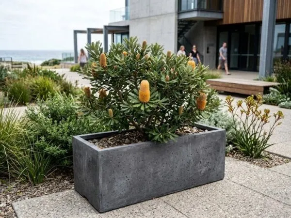 The Best Native Australian Trees for Pots and Planters