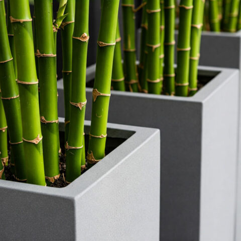 Cultivating Bamboo in Containers: A Guide for Landscaping